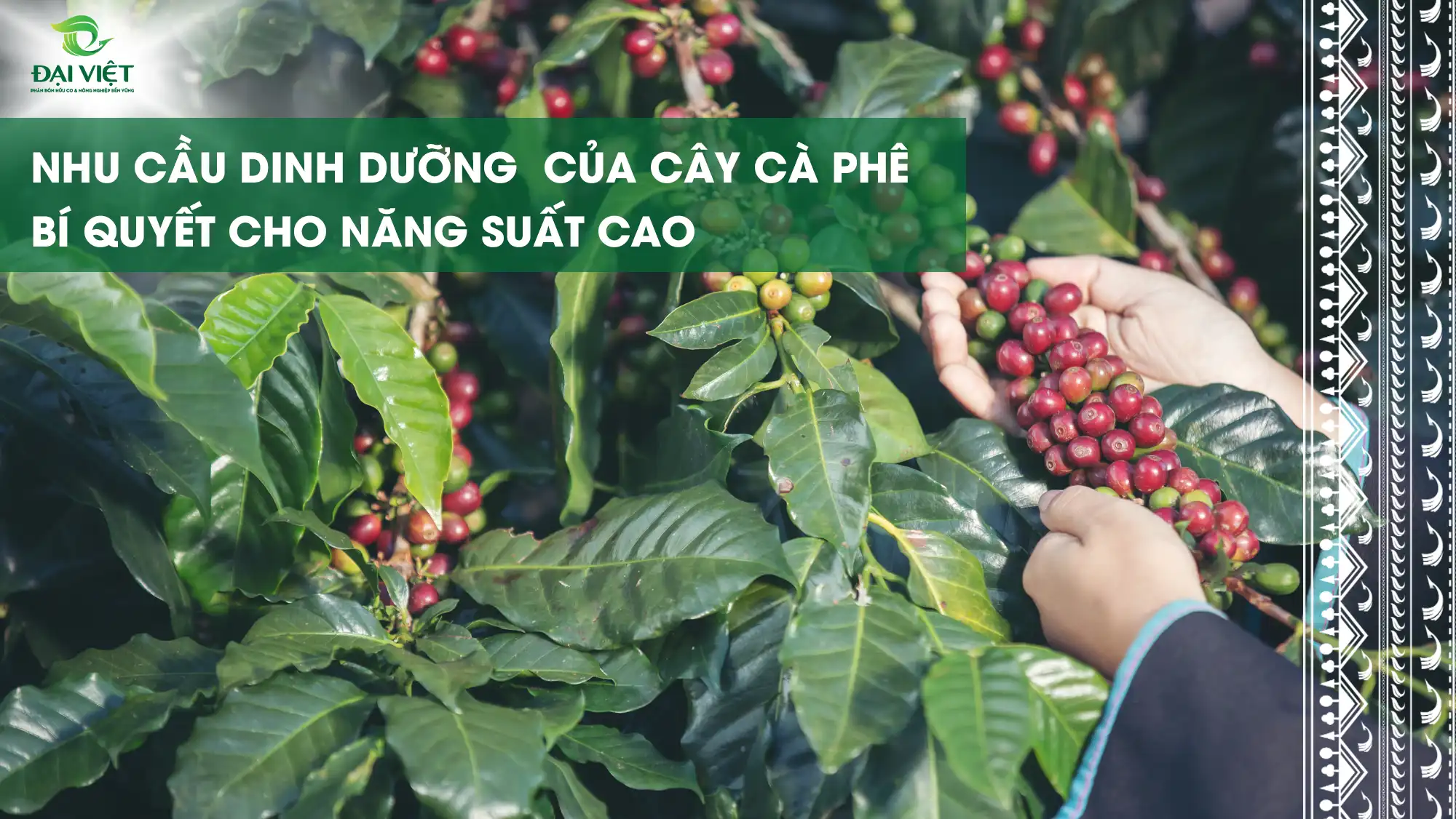 Giới thiệu Phân bón Đại Việt